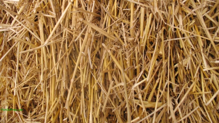 Fibra: Cómo determinarla en los alimentos – Cromtek